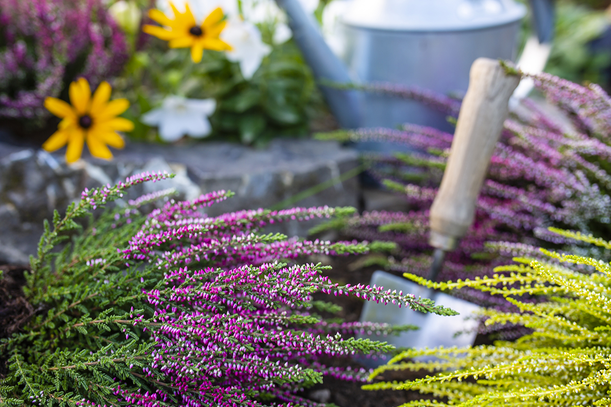 Wrzosy – jesienne aranżacje – Rocky Creek FCI